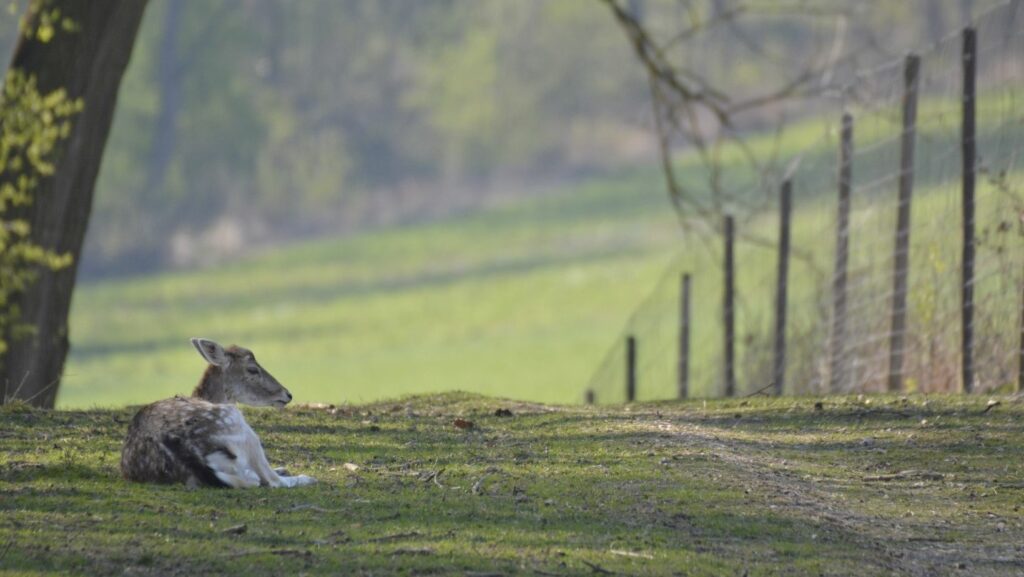 Deer Fencing - Vancouver Island Top Quality Fencing Solutions | DJ Fencing